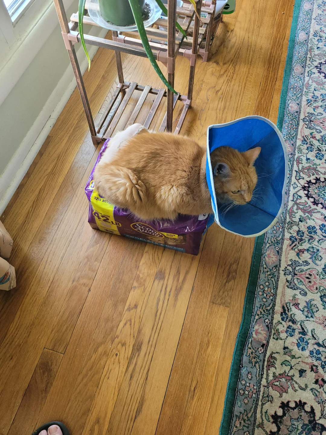 Litter loaf | Scrolller