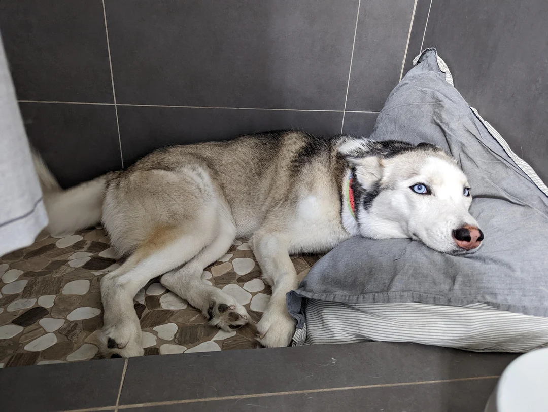 Husky sleeps in a shower | Scrolller