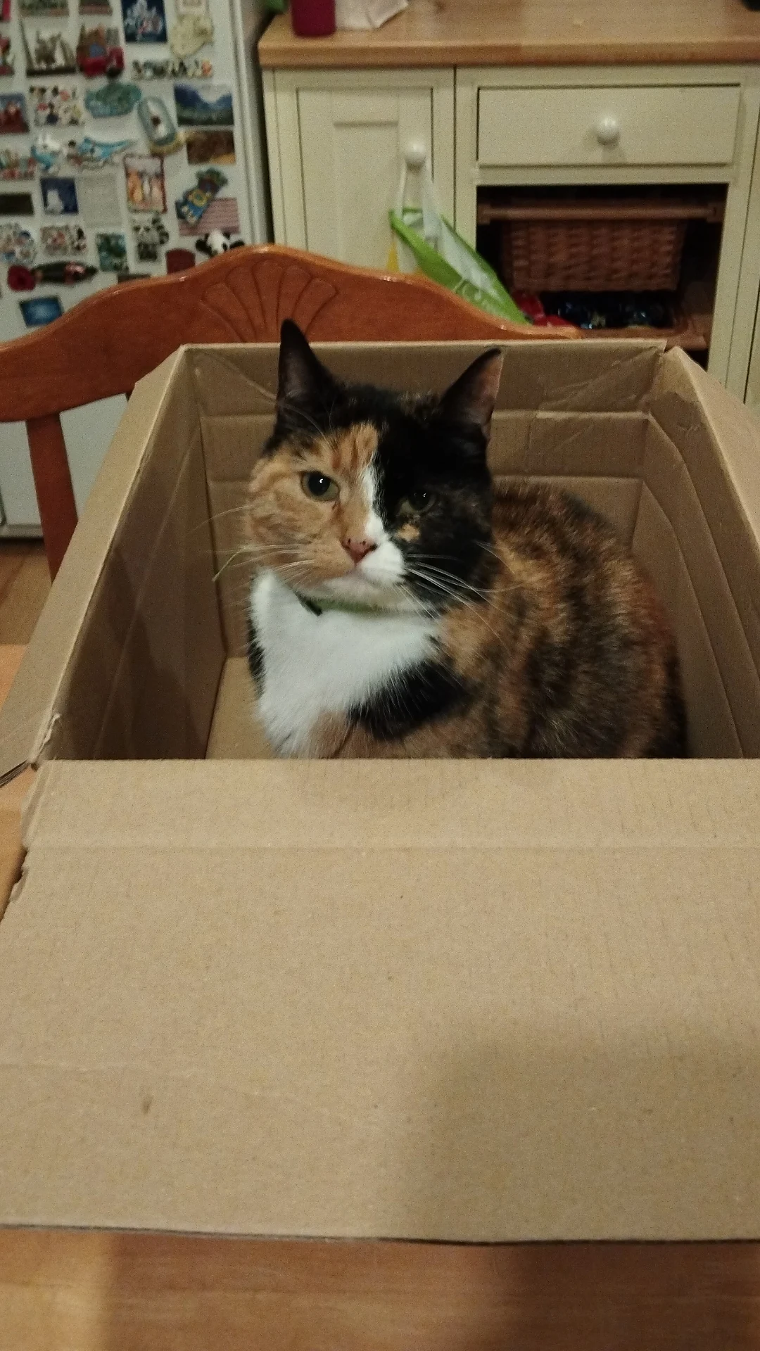 Robin takes box sitting very serious. | Scrolller