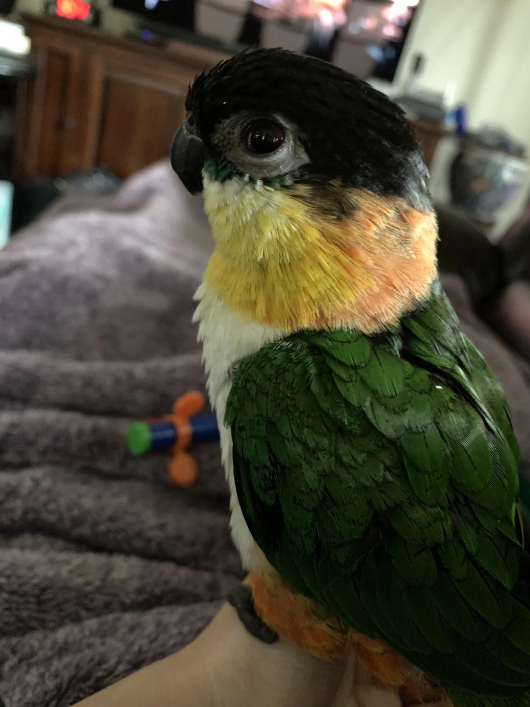 Acting cute, but 100% chance he’s just plotting future mischief | Scrolller