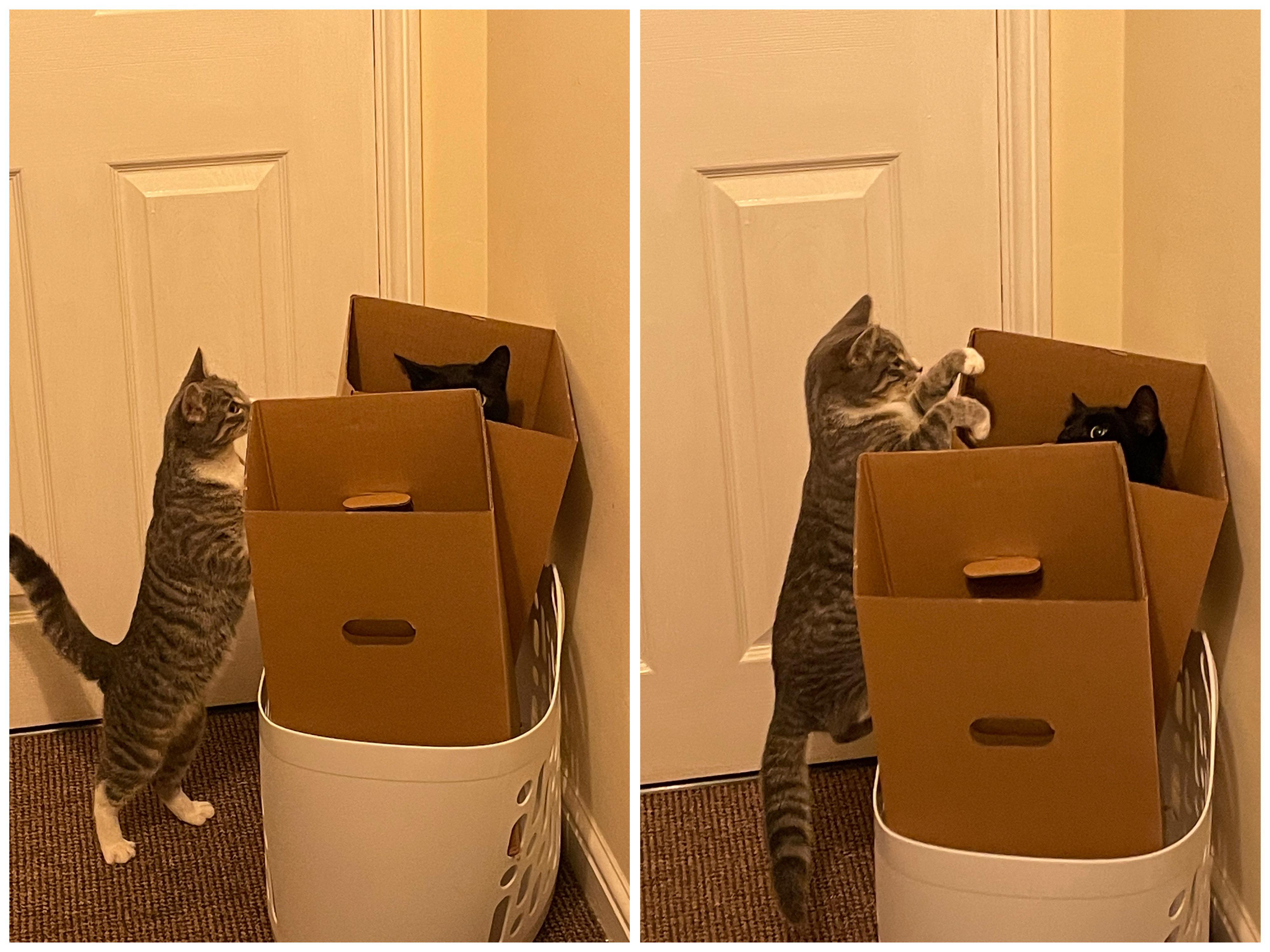 Hide and seek | Scrolller