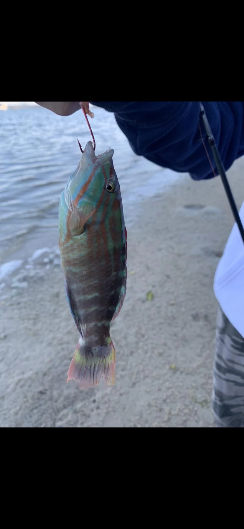 What kind of fish is this please? | Scrolller
