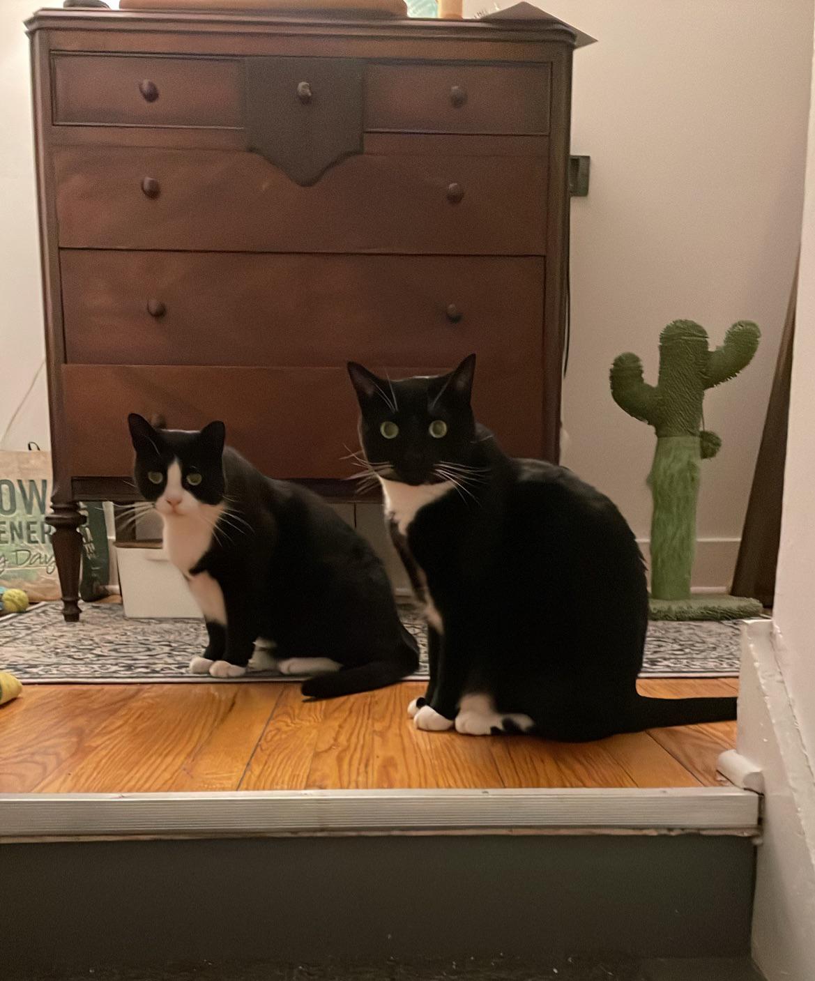 Nigel & Jax | Scrolller