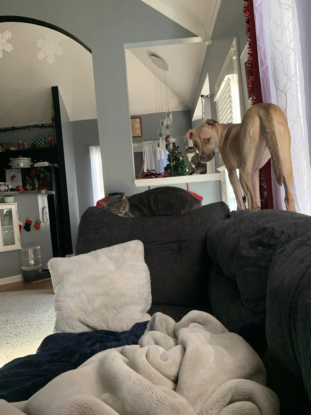 They never let poor puppy | Scrolller