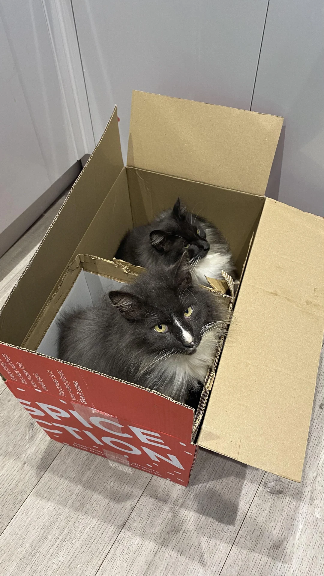 Two cats one box 😆 | Scrolller