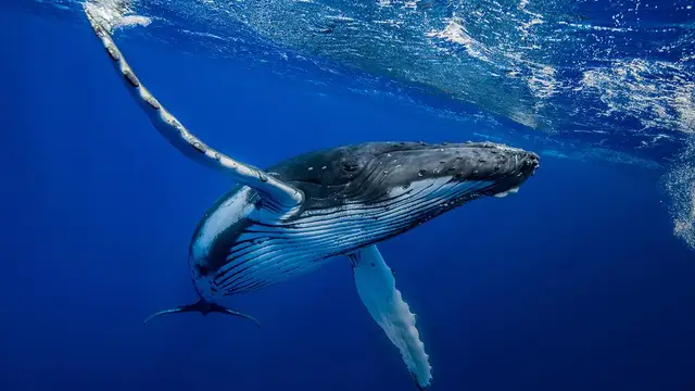 Humpback whale | Scrolller