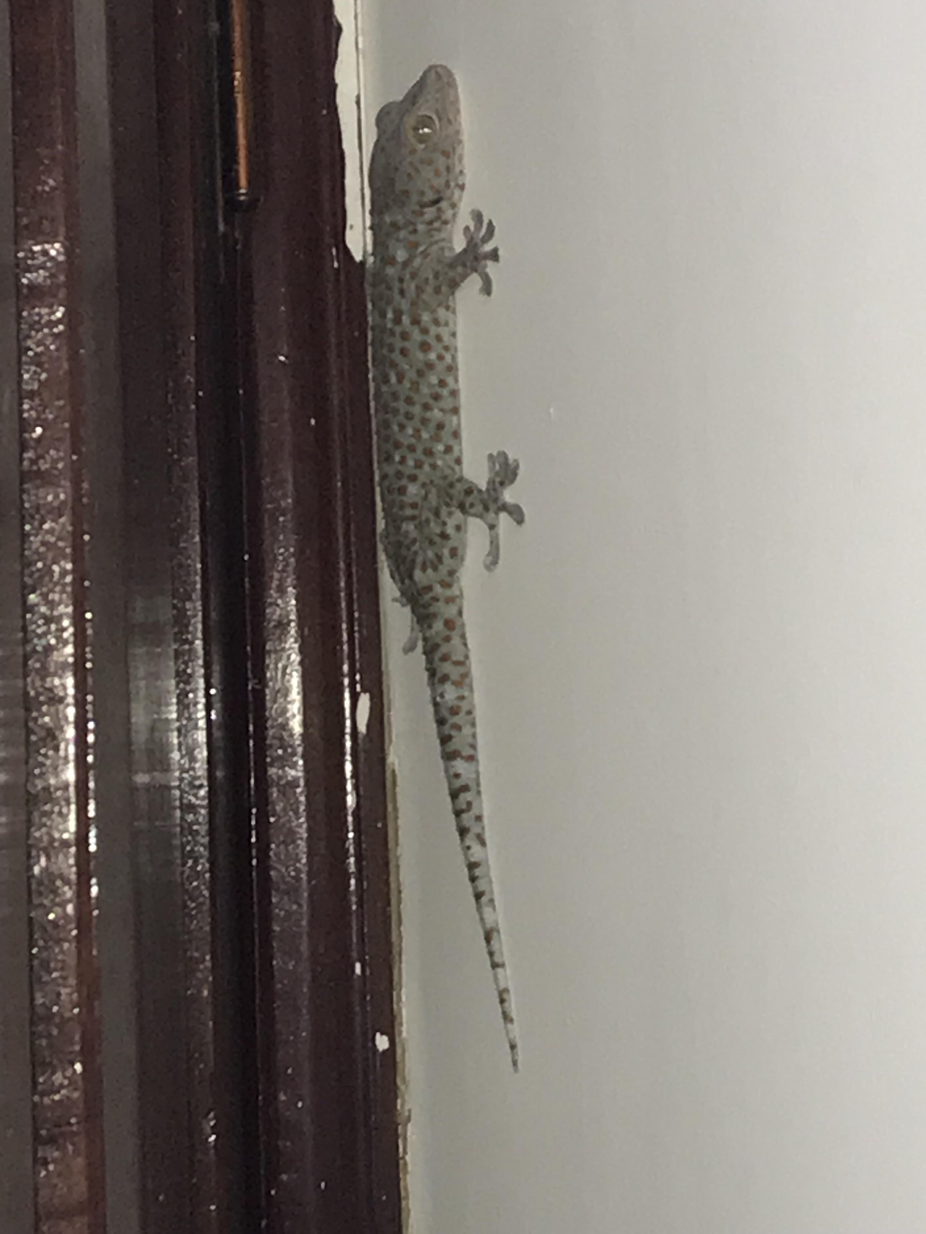 Help identify this species? | Scrolller