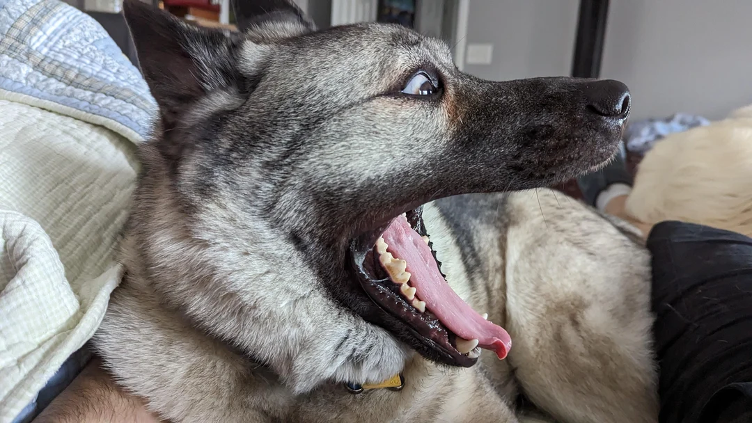 Extreme yawning | Scrolller