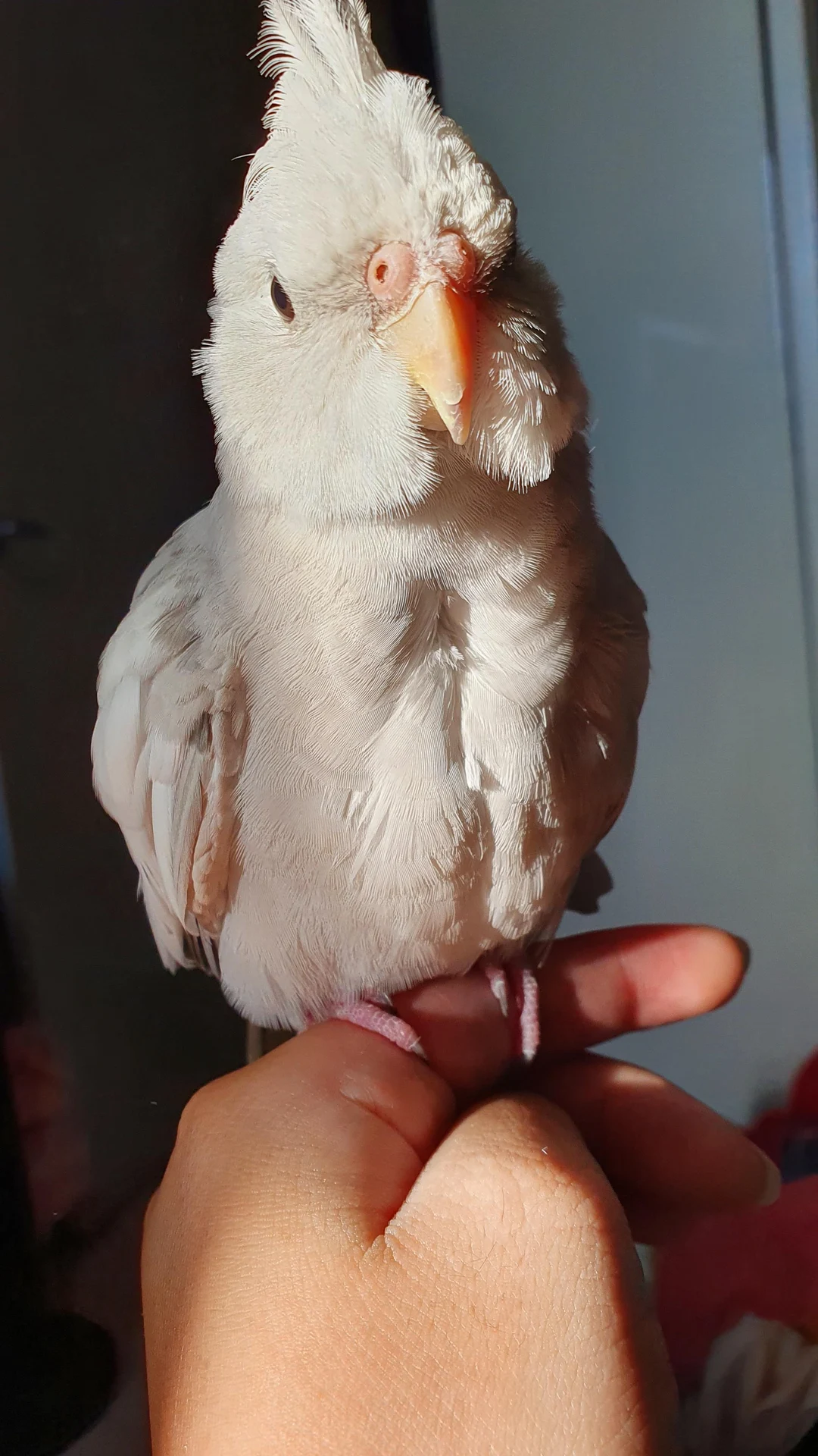 I made the change from seeb to pellet. fun story though about how I managed to get Tofu to eat ...