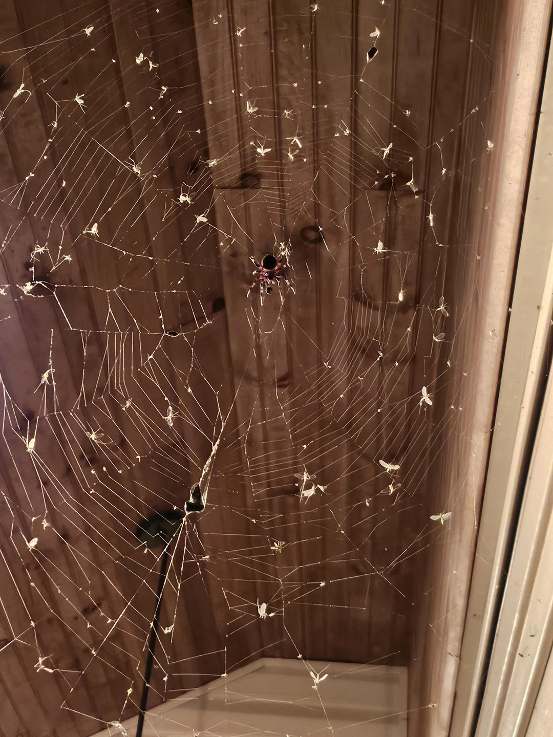 Stoned and watching this spider | Scrolller