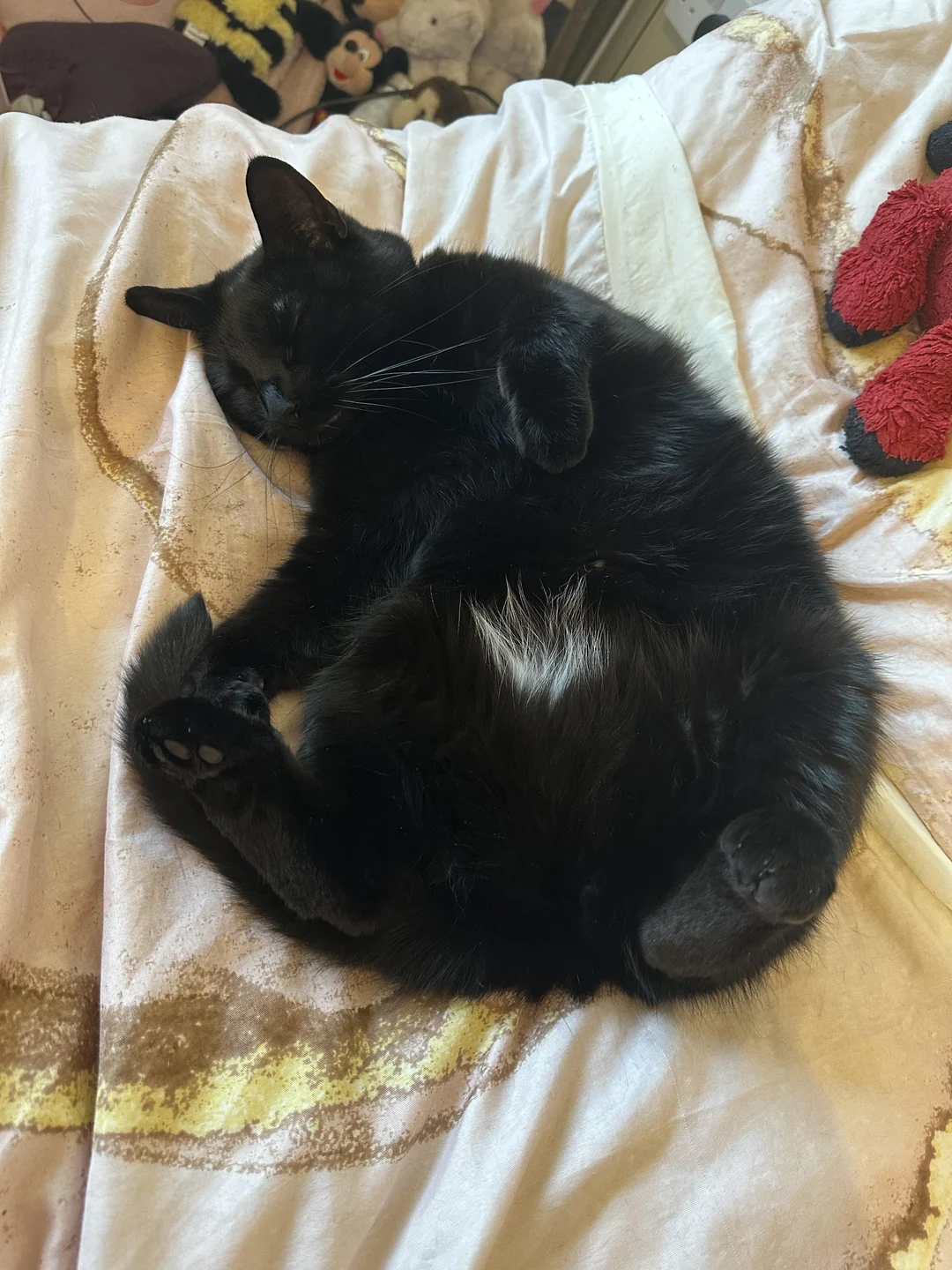 Sleeping floof | Scrolller