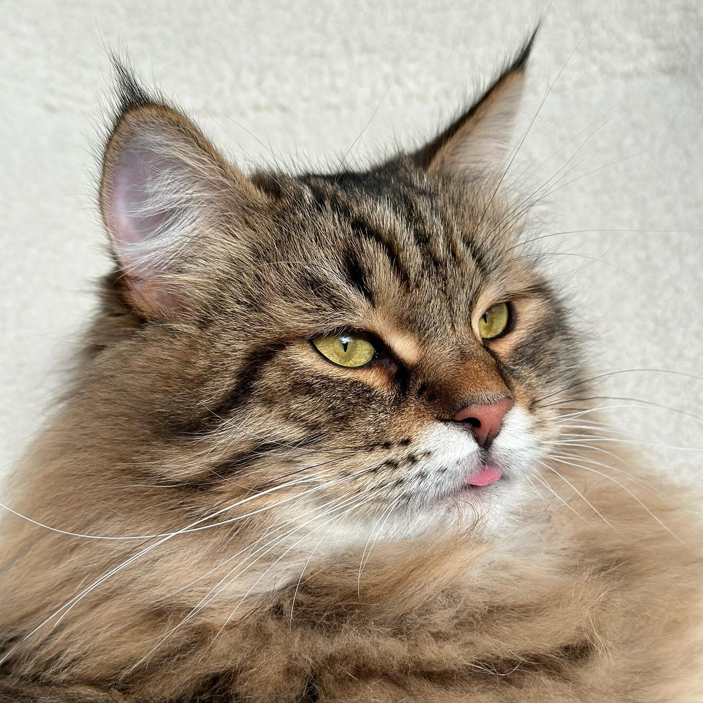 Cute Blep! ️😍 | Scrolller