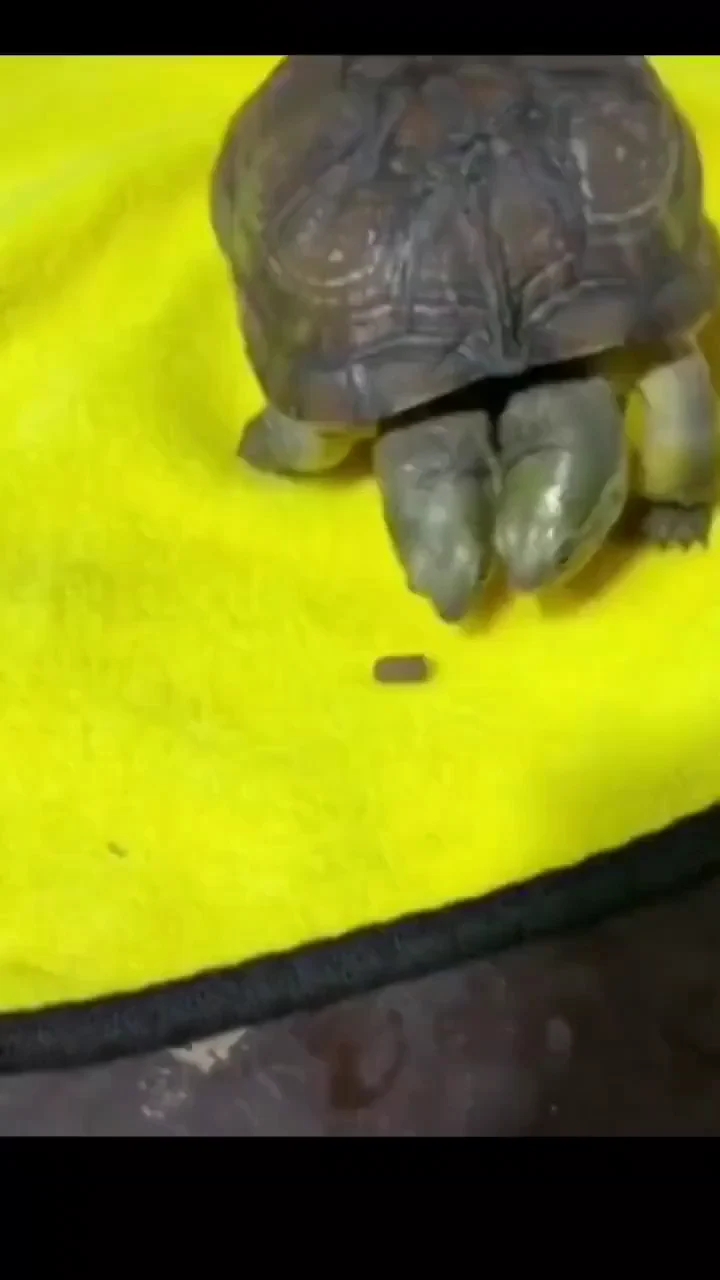 2 headed turtle. | Scrolller