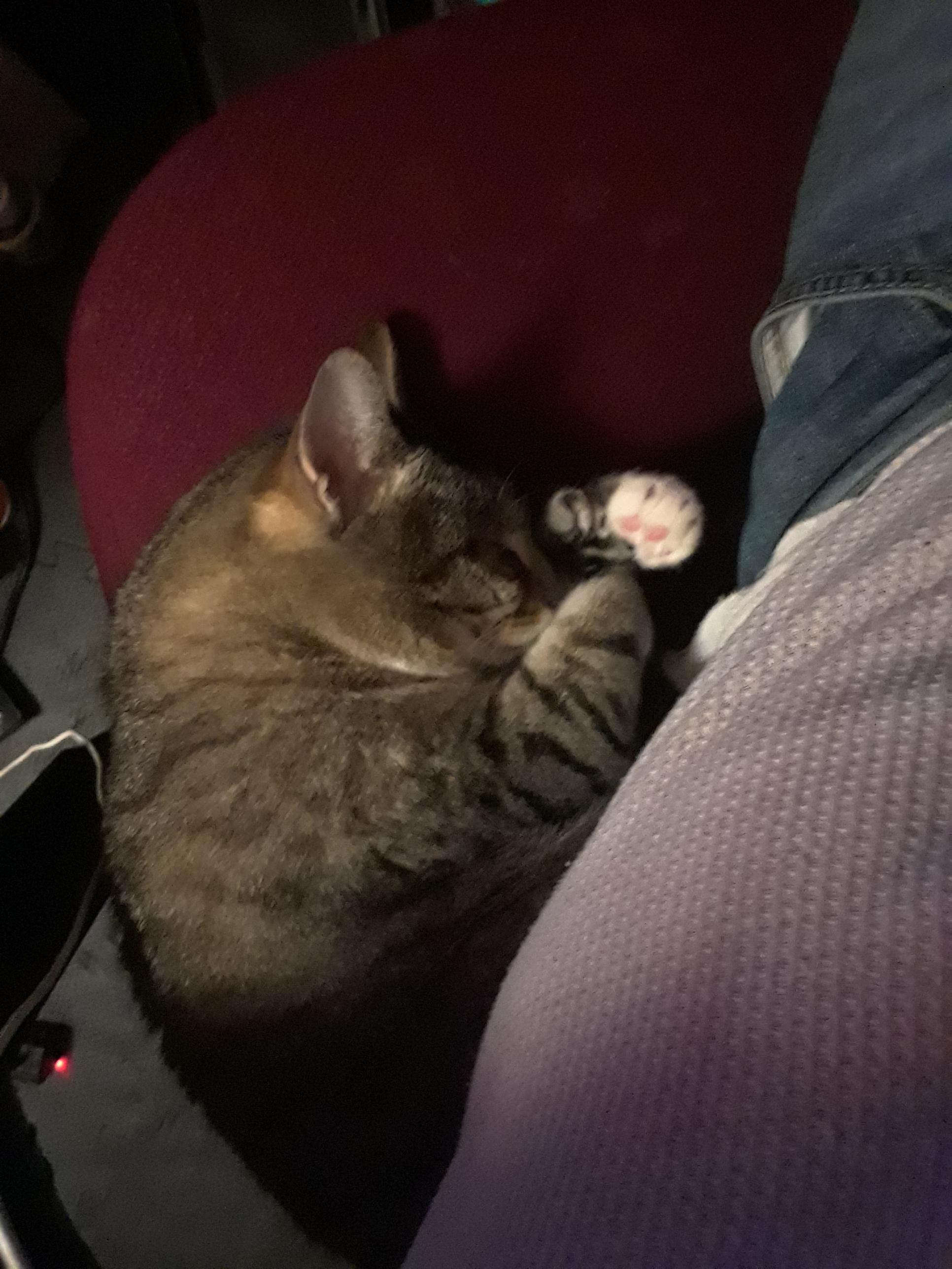 Snuggly Archibald | Scrolller