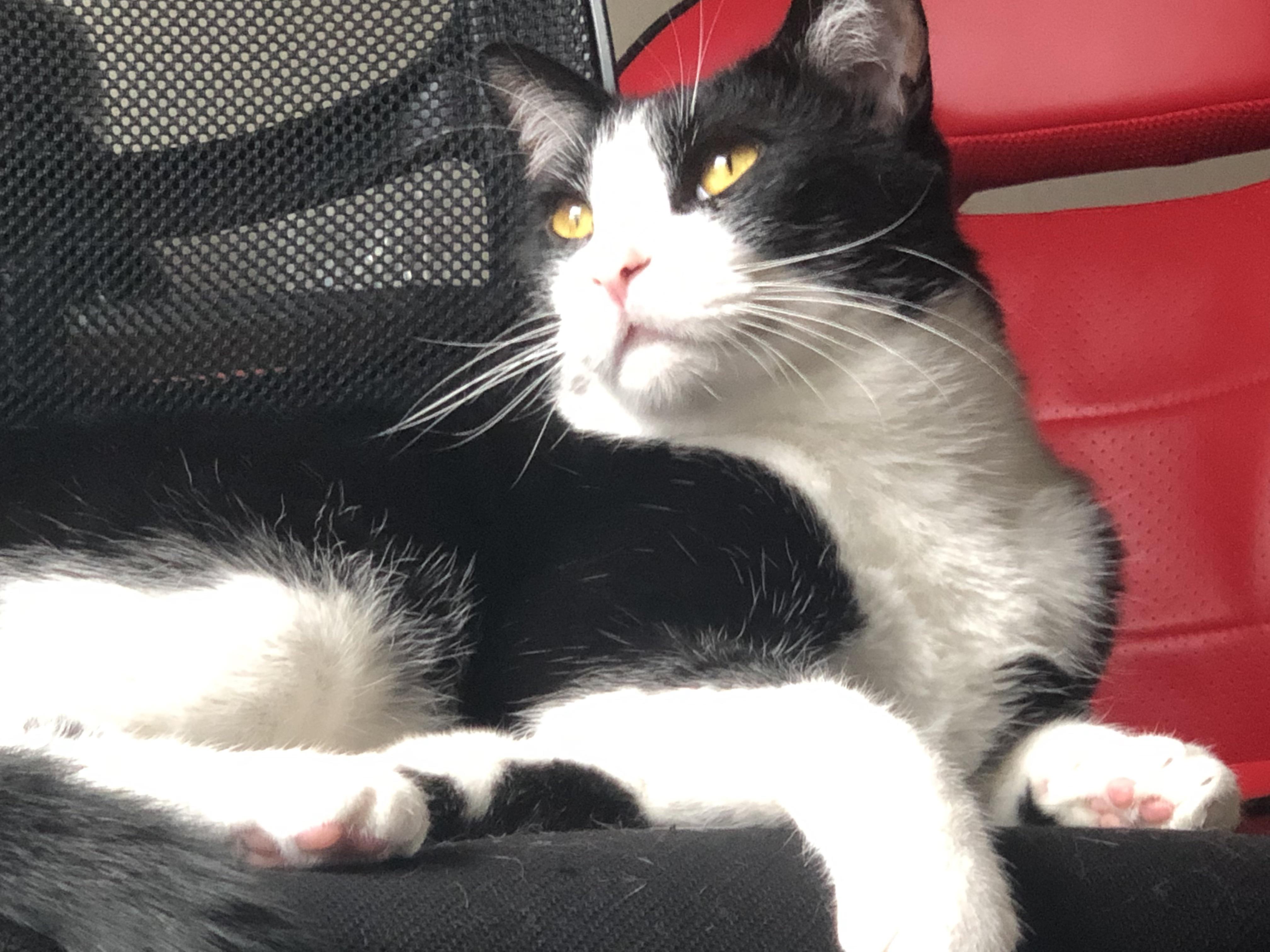 Majestic | Scrolller