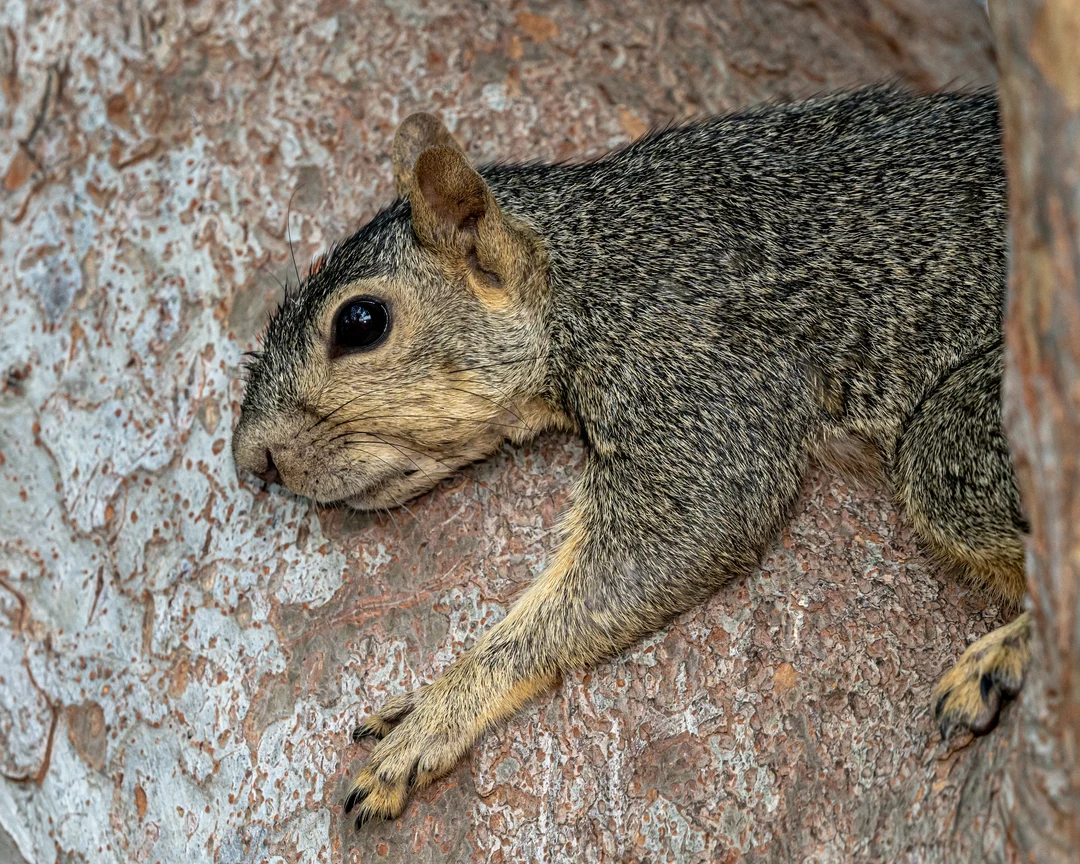 Tree Hugger | Scrolller