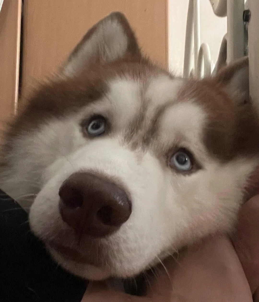 No thoughts head empty | Scrolller