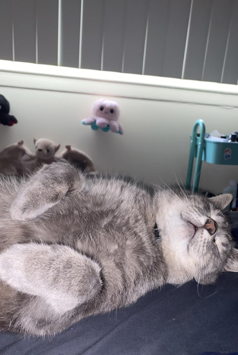 his names stinky. he’s a stinky lil boi. | Scrolller