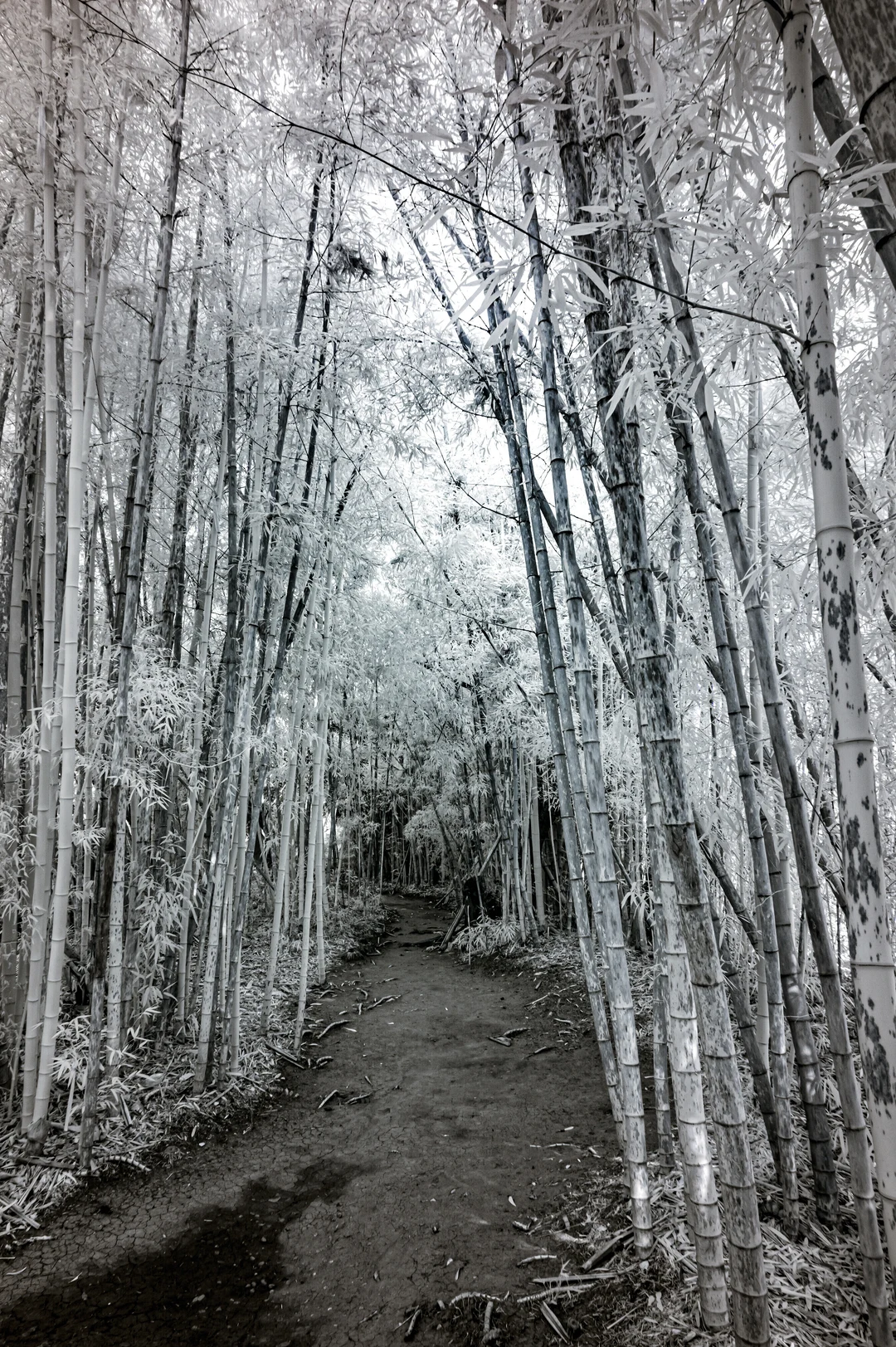 Alone in the Bamboo Forest | Scrolller