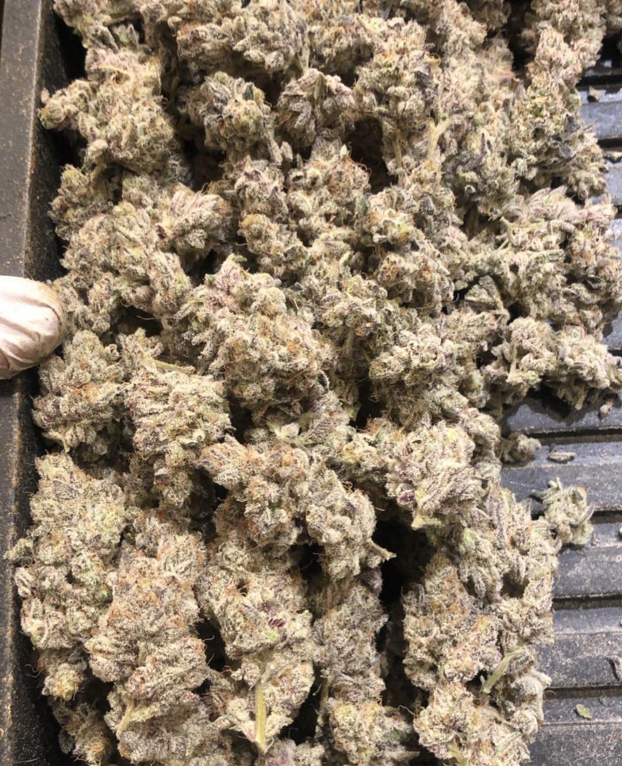 Trimming Guava Fuel | Scrolller