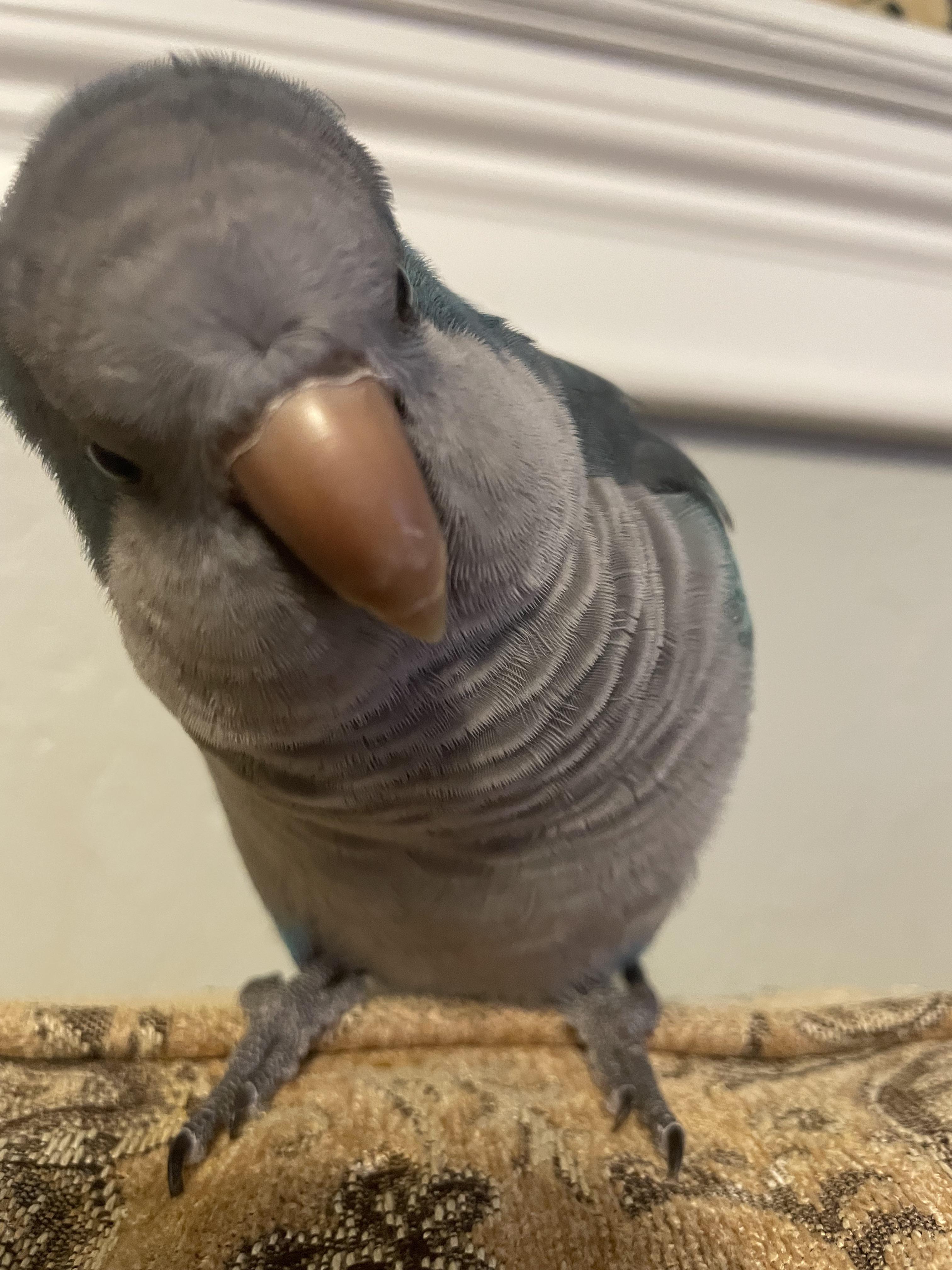 Curious birb (OC) | Scrolller