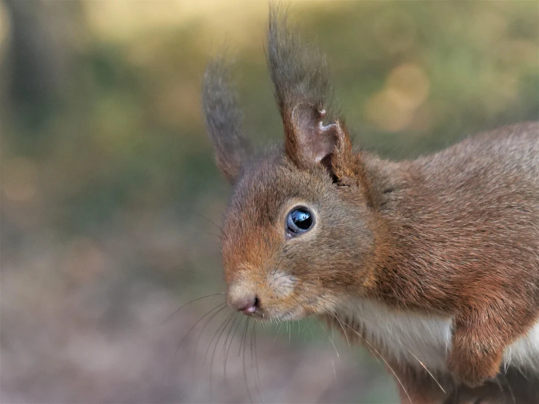Big Chocolate: when you are having fun bullying other squirrels, but suddenly spot Sweary Mary ...