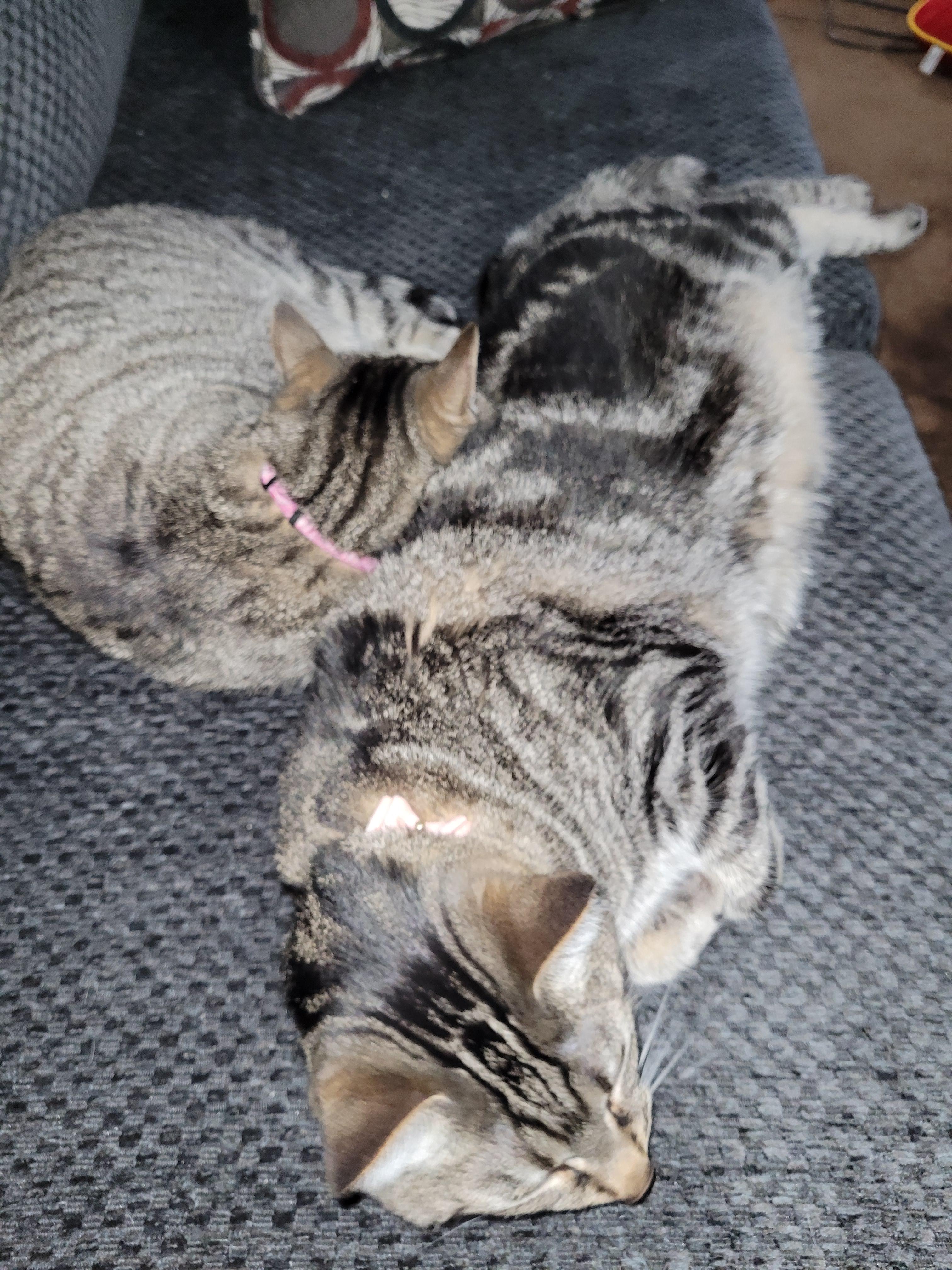 Sleepy kitties. | Scrolller