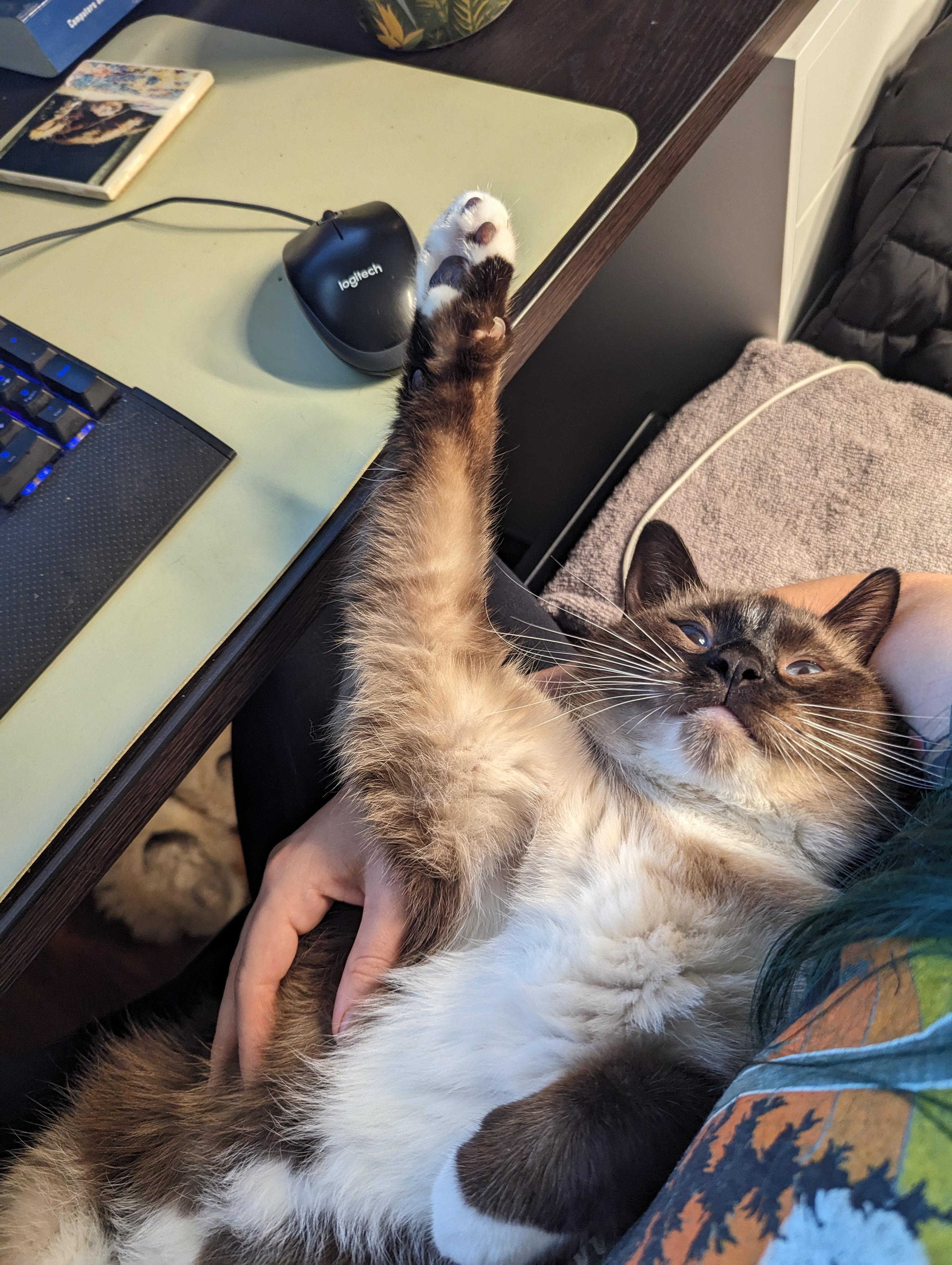 Sushi Has A Question 🙋🏻‍♂️ Scrolller