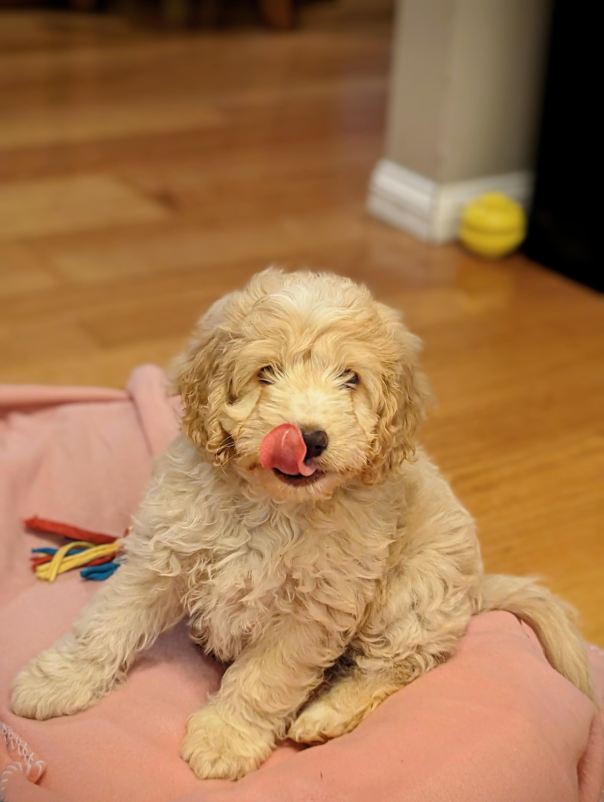 Update: Operation Fluffbutt AKA Pippin's Homecoming has been a huge success! | Scrolller