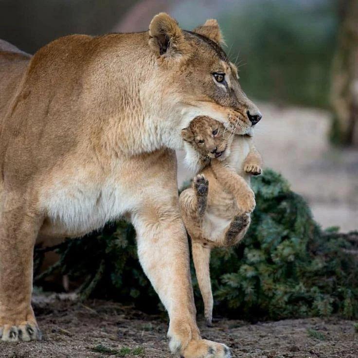 Lioness Carrying Little Cub | Scrolller