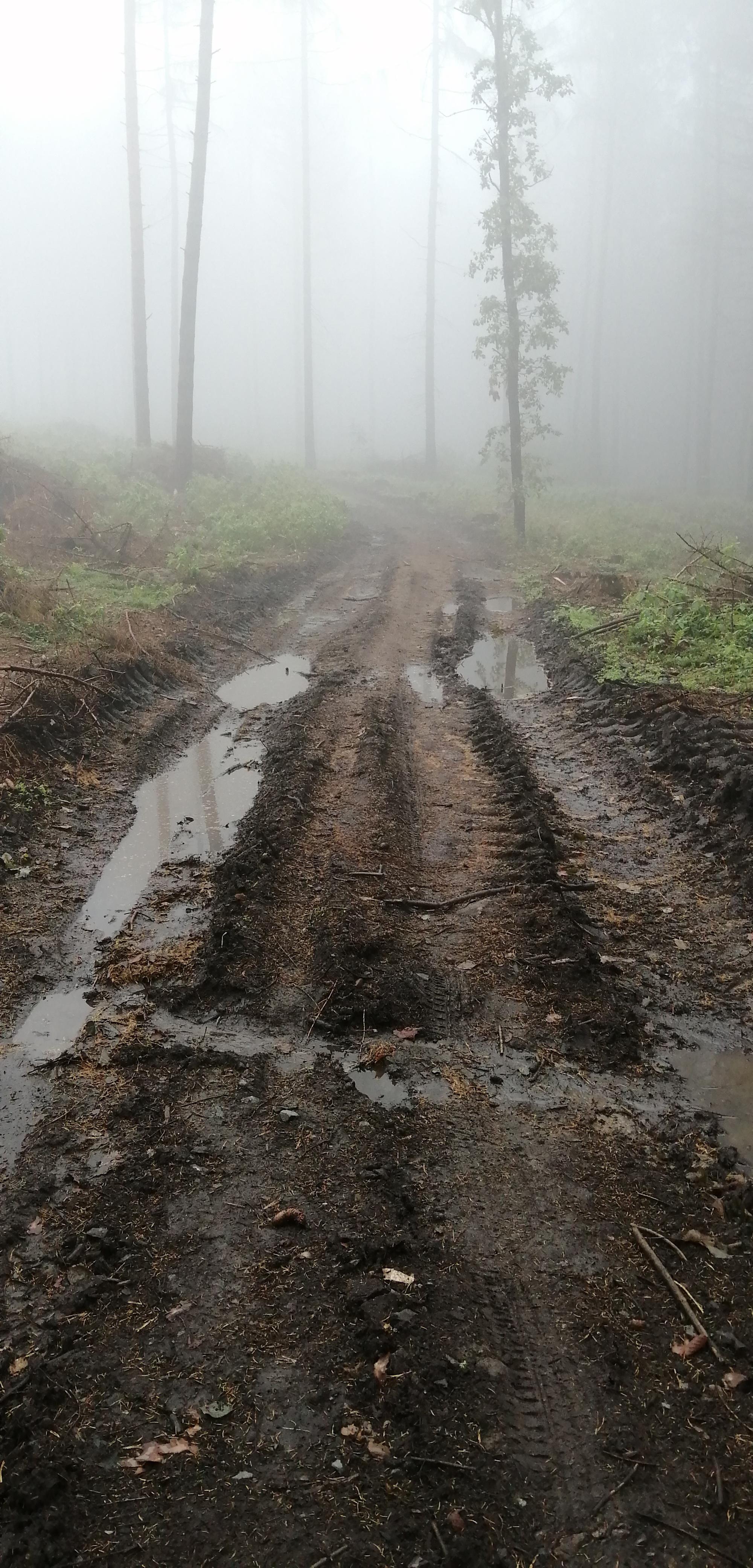 Dirt road in a german forrest | Scrolller