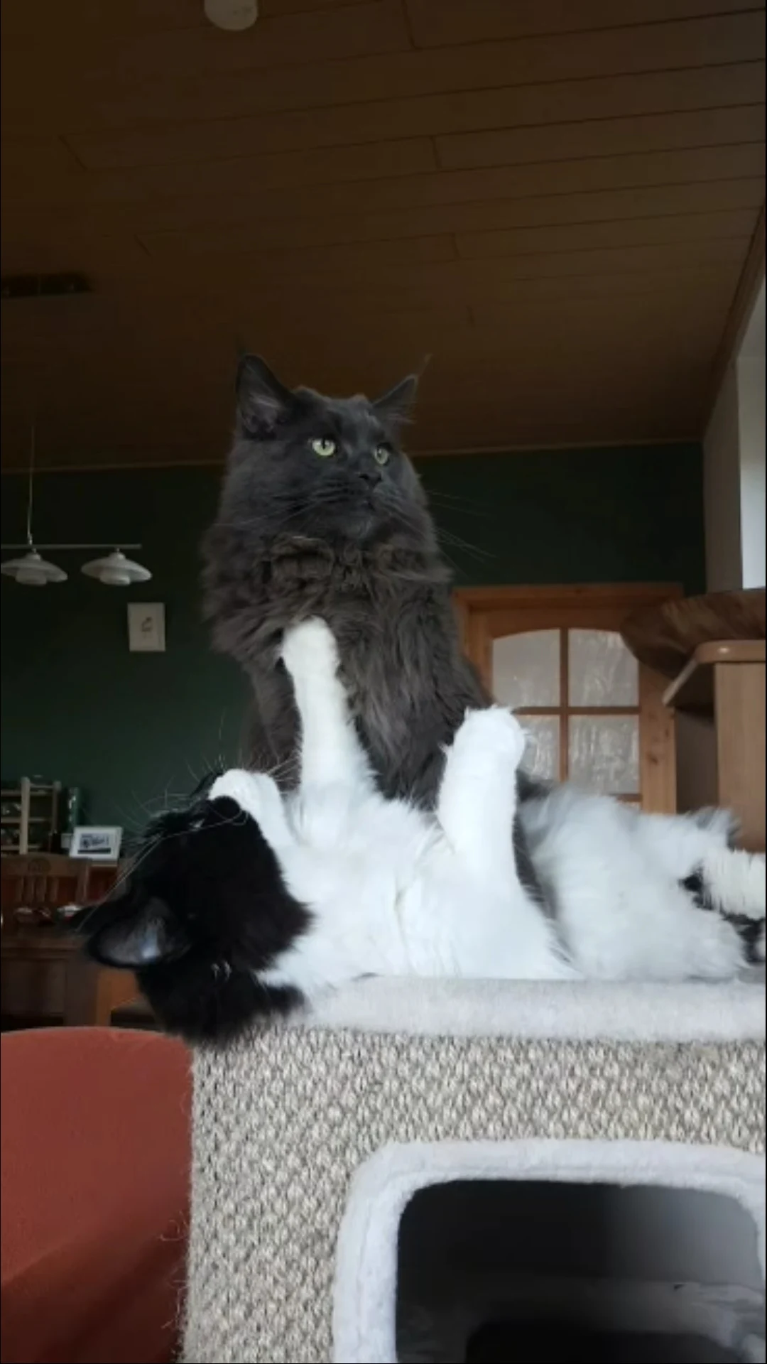 interrupted while fighting.... | Scrolller