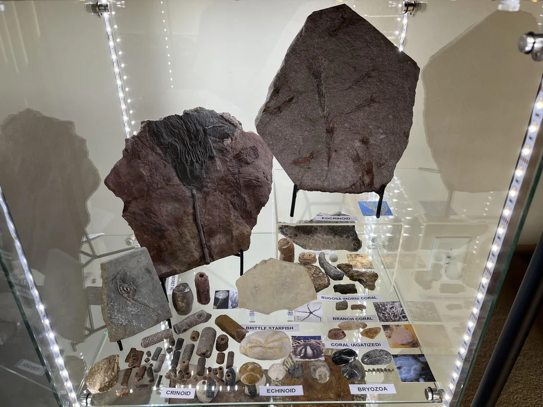 Some Aquatic Fossils | Scrolller