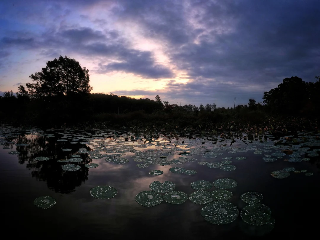 Cloudy Twilight With Rain Drops On Water Lilles [OC] | Scrolller