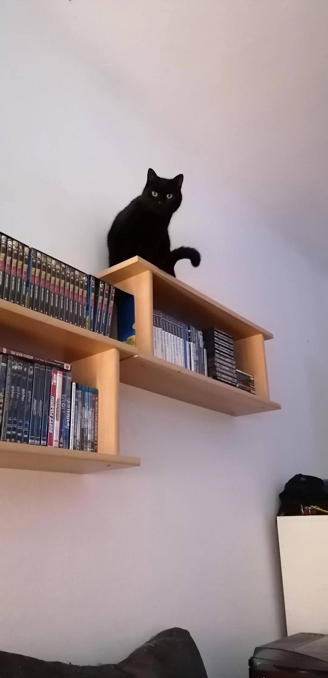 Cat on the nerd shelf | Scrolller