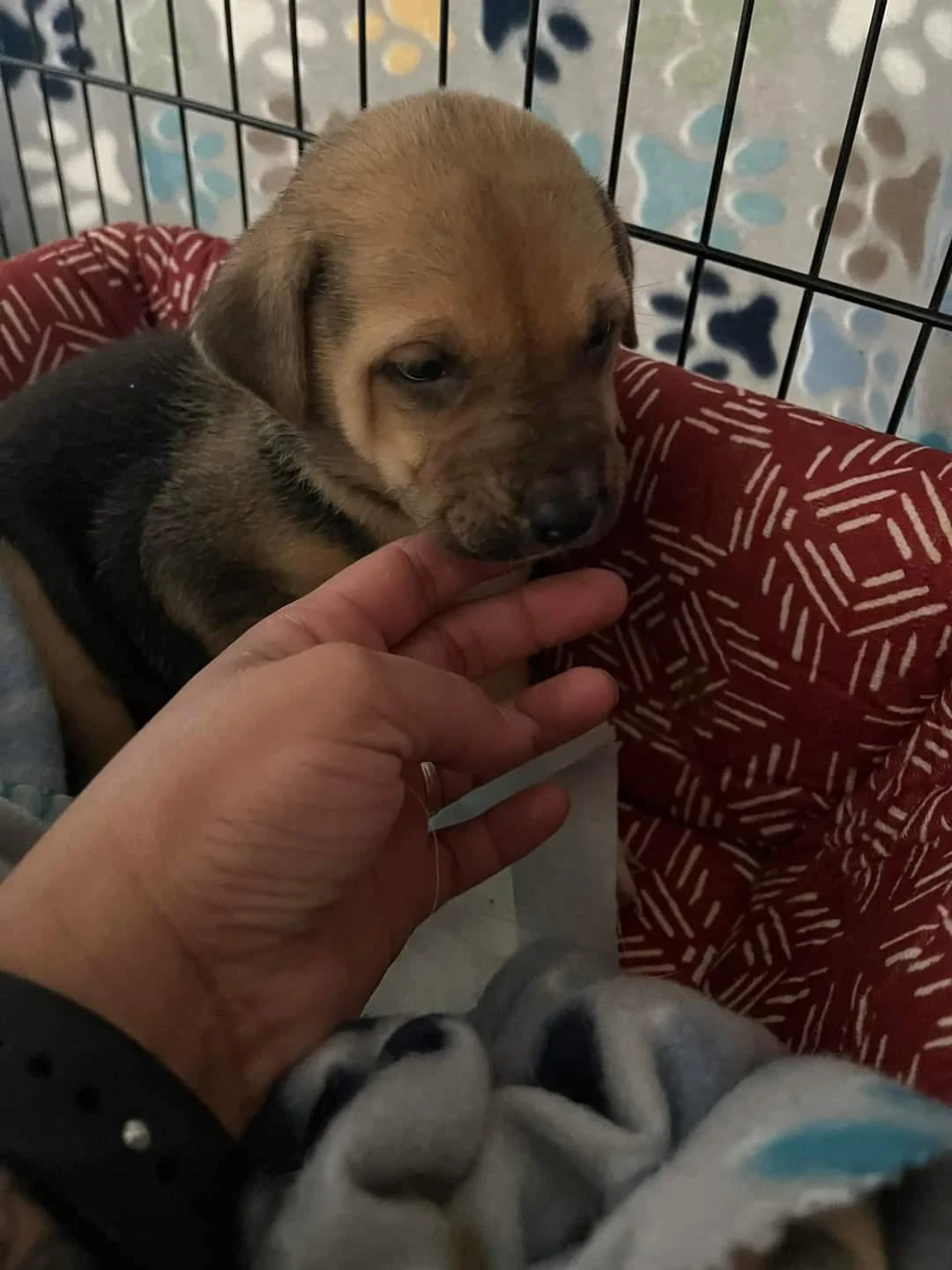 My foster pup | Scrolller