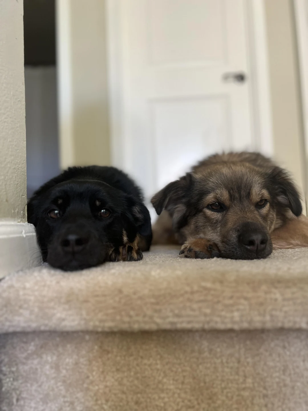 Our sweet siblings Eva & Kanan | Scrolller