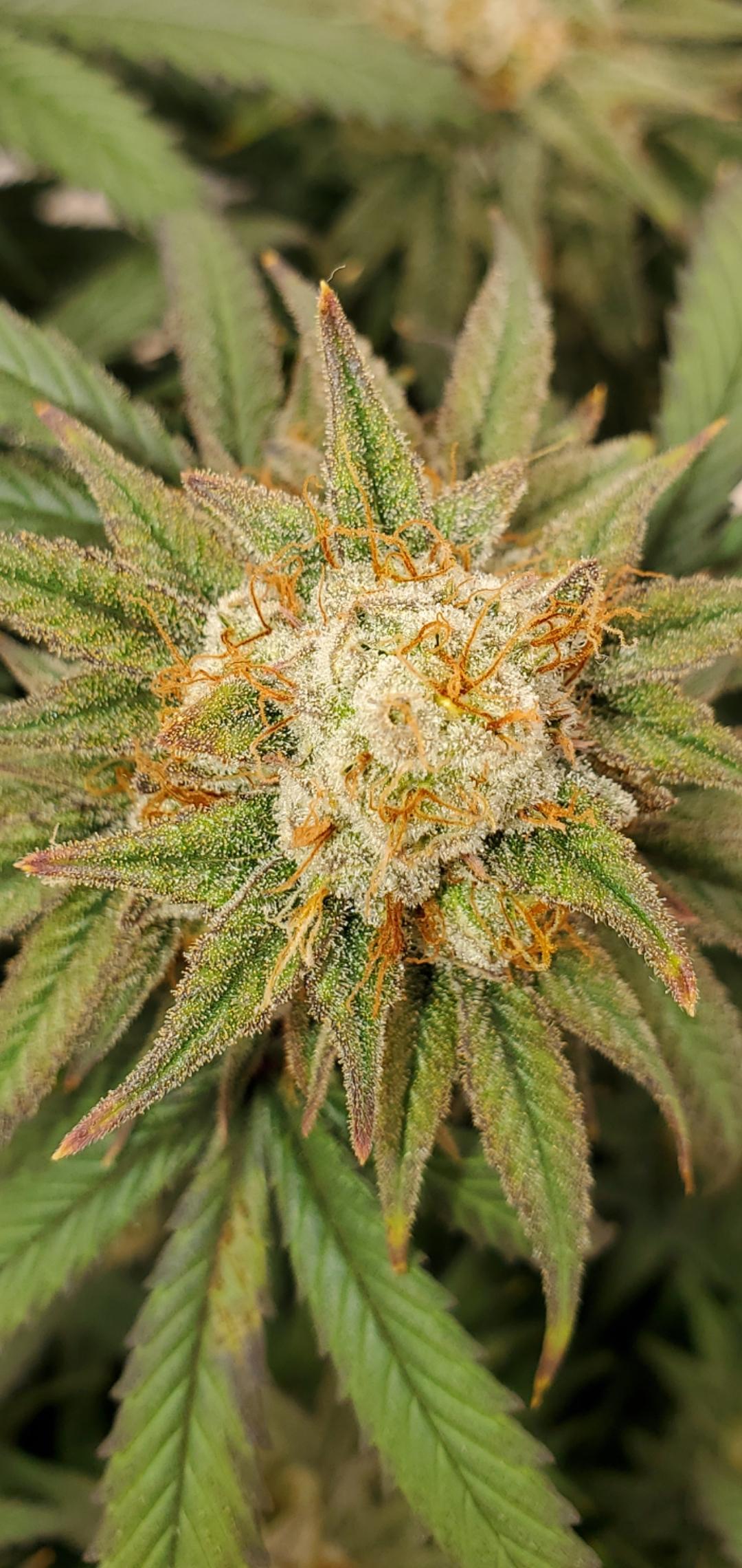 Godfather OG. | Scrolller