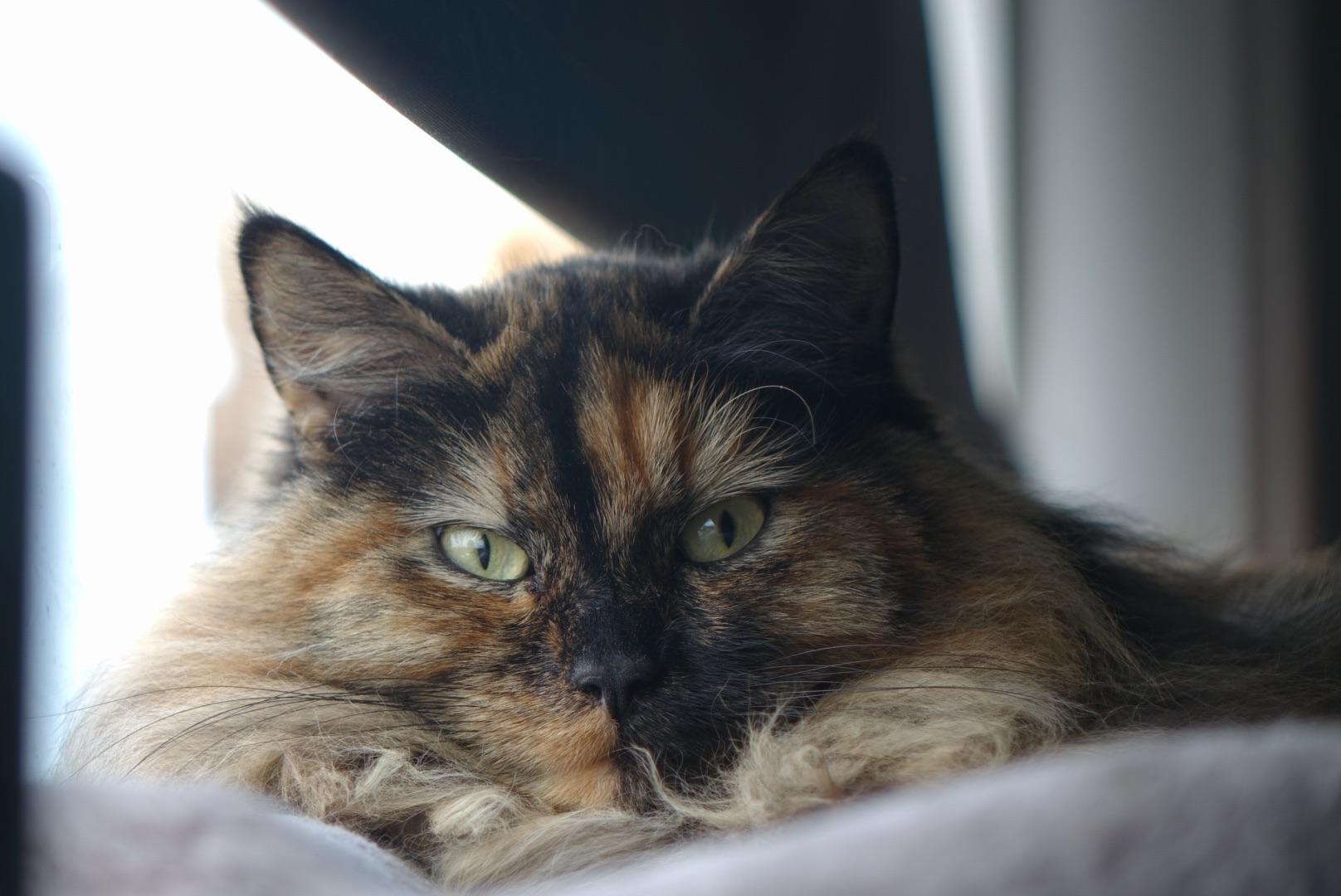 Meet my cat: Bailey | Scrolller