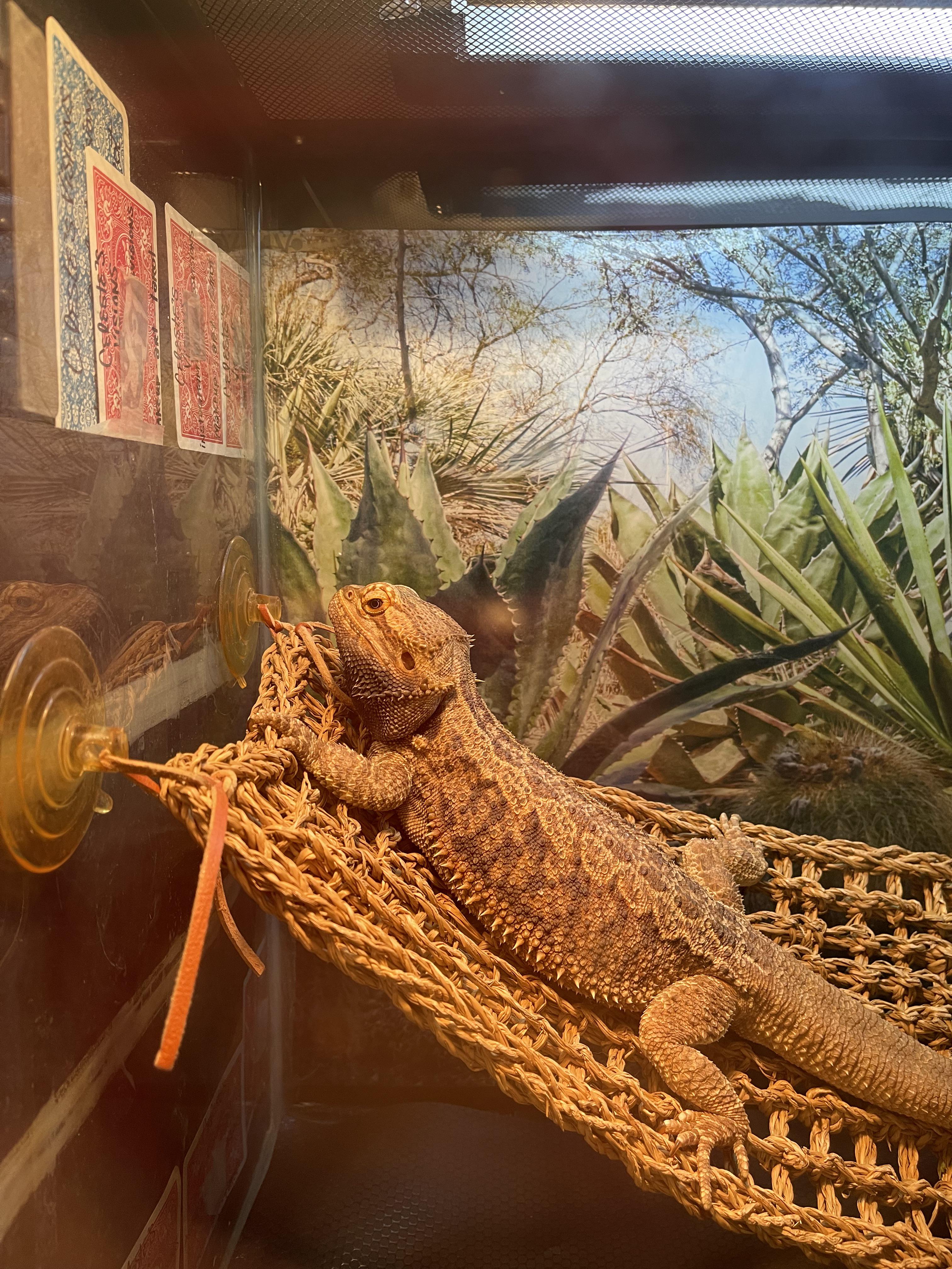 What’s wrong with my beardie? | Scrolller