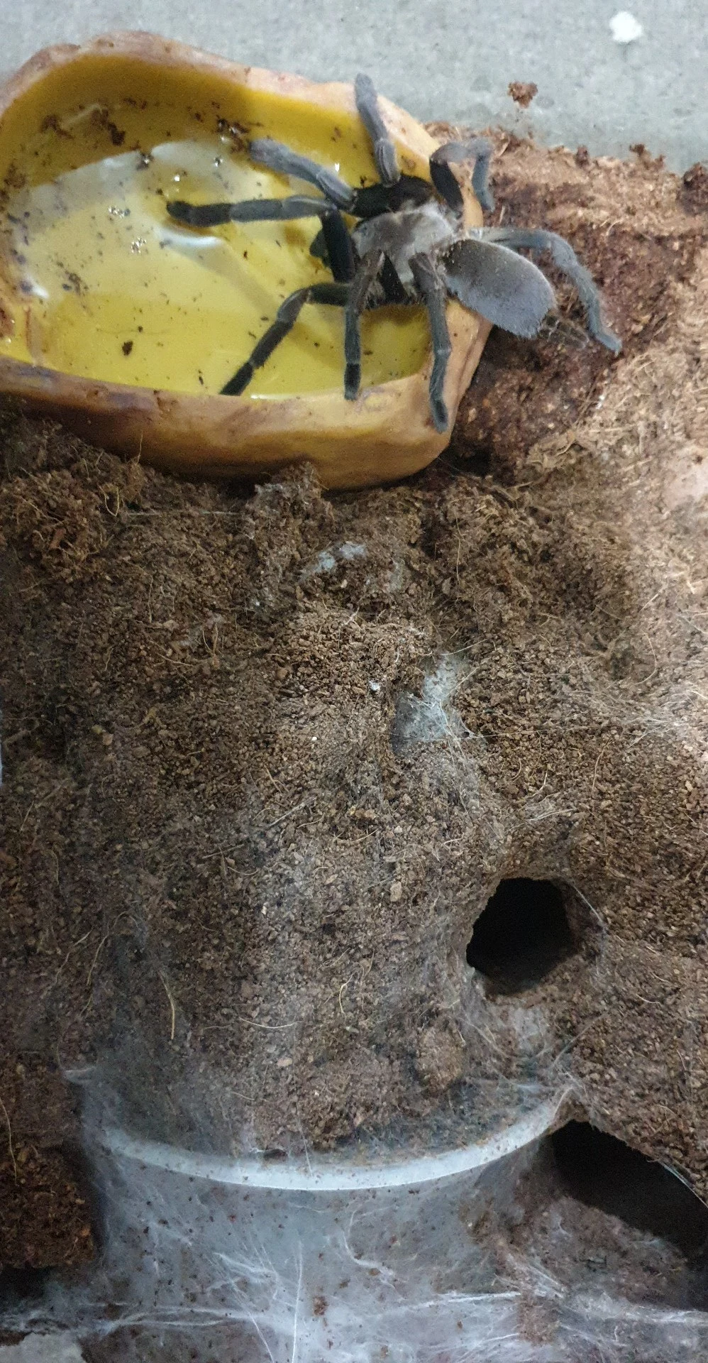 Who else finds my tarantula taking a bath super cute? | Scrolller