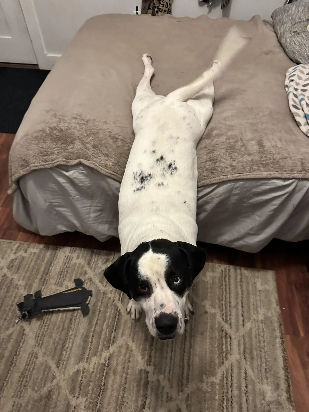 Squid sploot | Scrolller