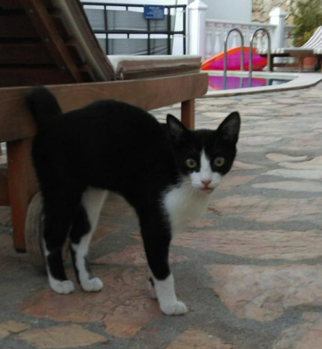 Caught in the Act: Intruder Spotted Sneaking Around Our Villa | Scrolller