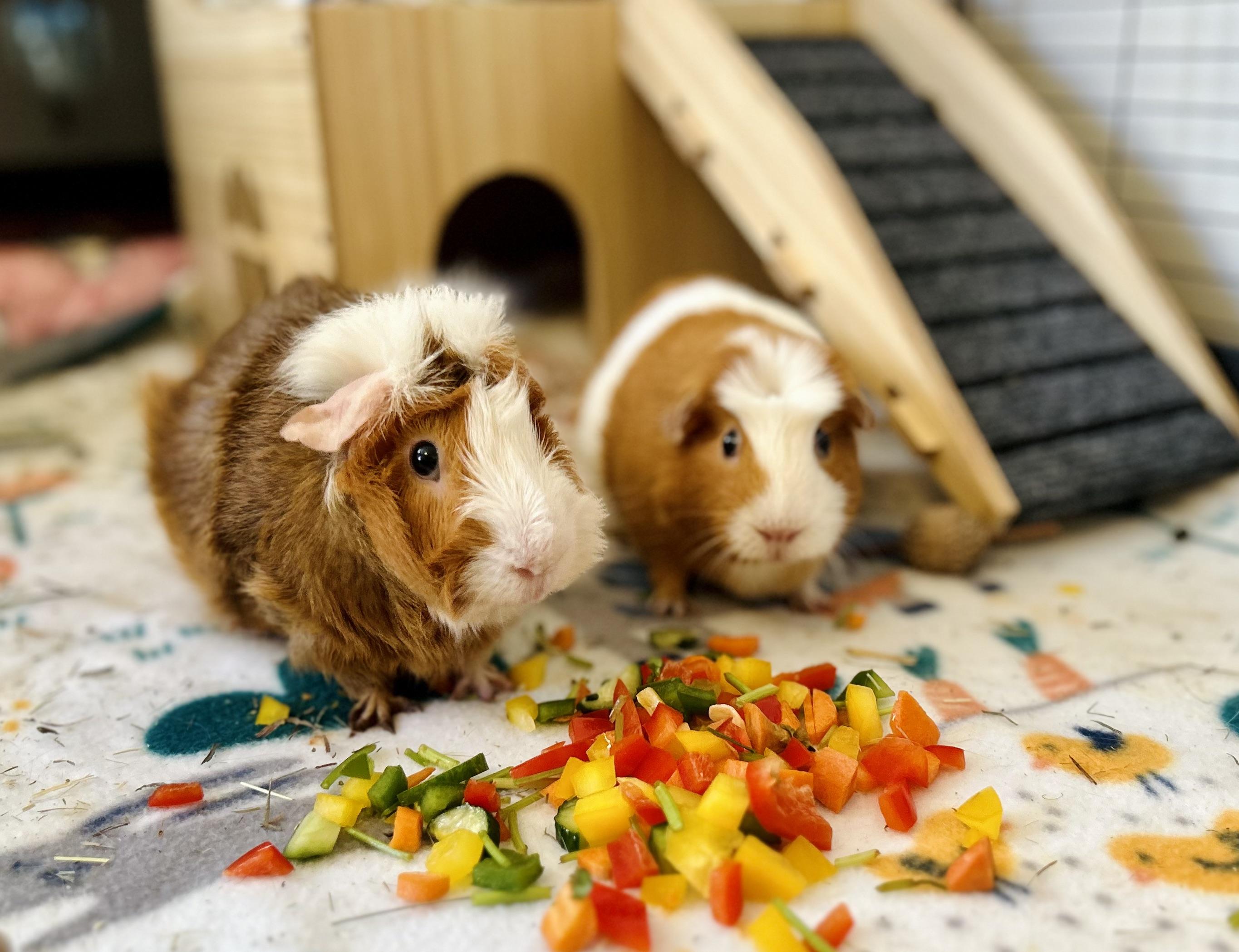 Bonding successful! My neutered boy Maddox and his new wife Mallory ️ ...