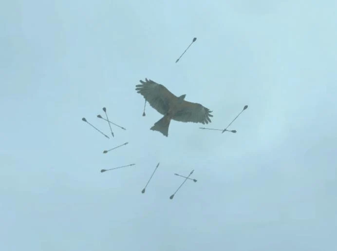 Tankiest Bird | Scrolller