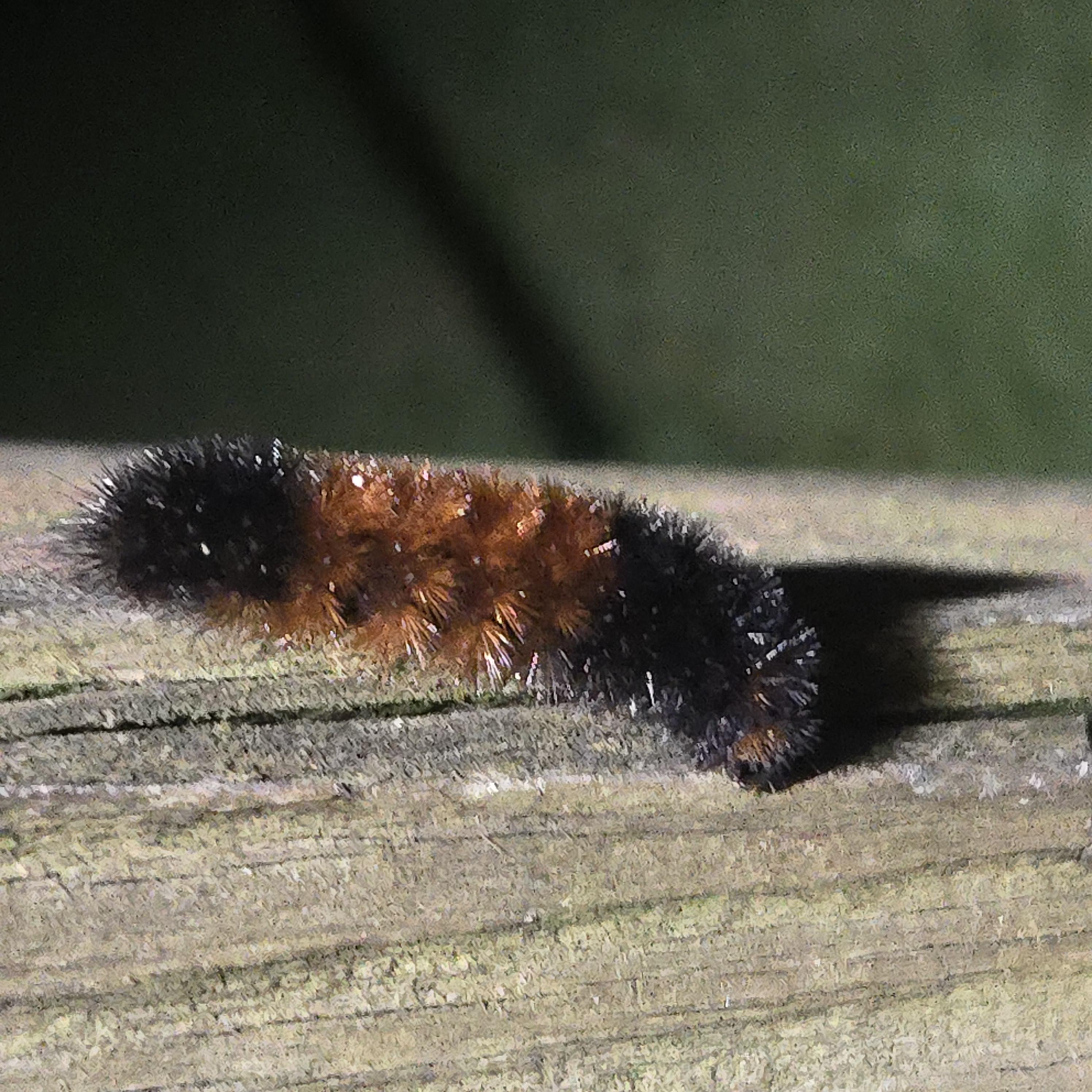 Woolly worm | Scrolller