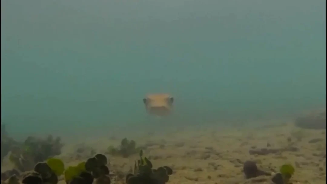 Extreme Close-up of a puffer fish in French Polynesia | Scrolller