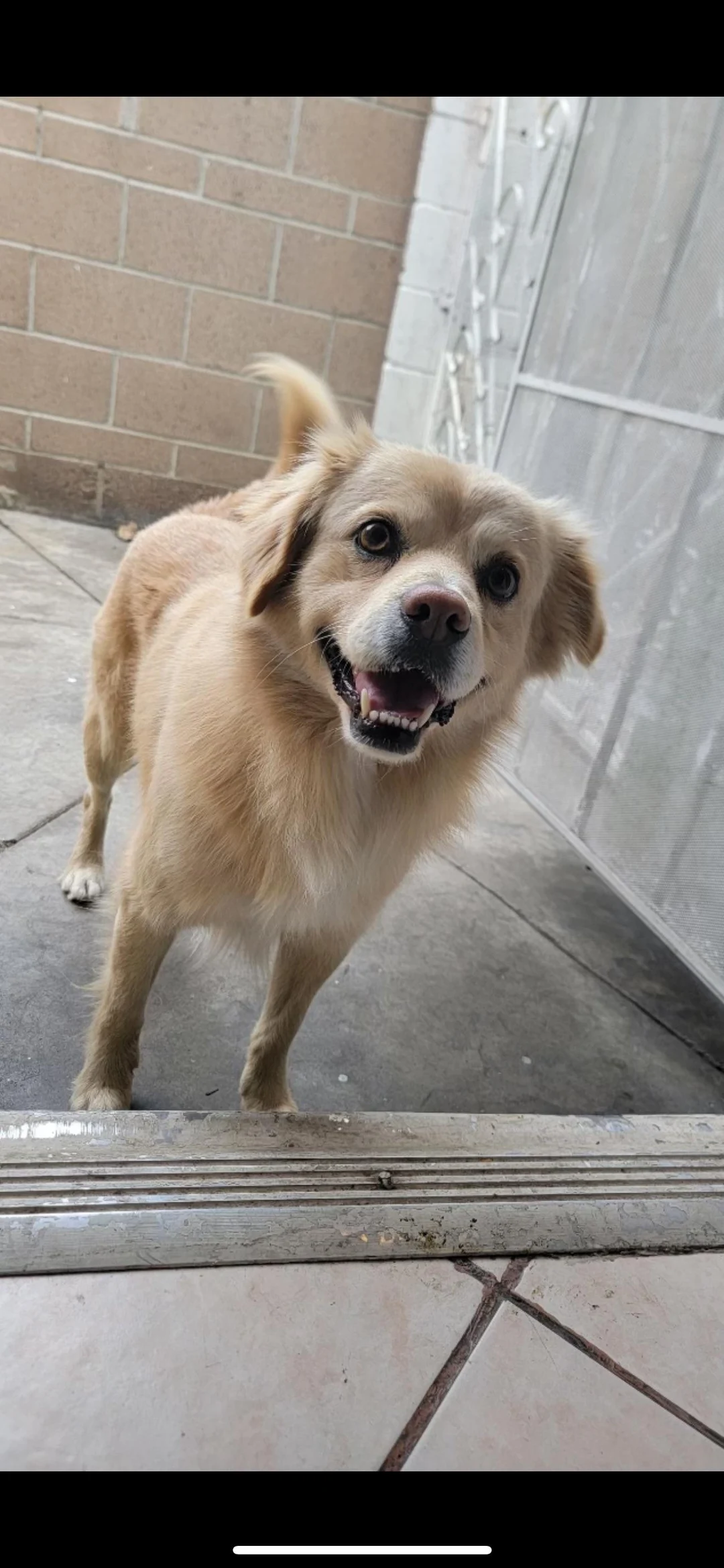 Help identifying breed | Scrolller