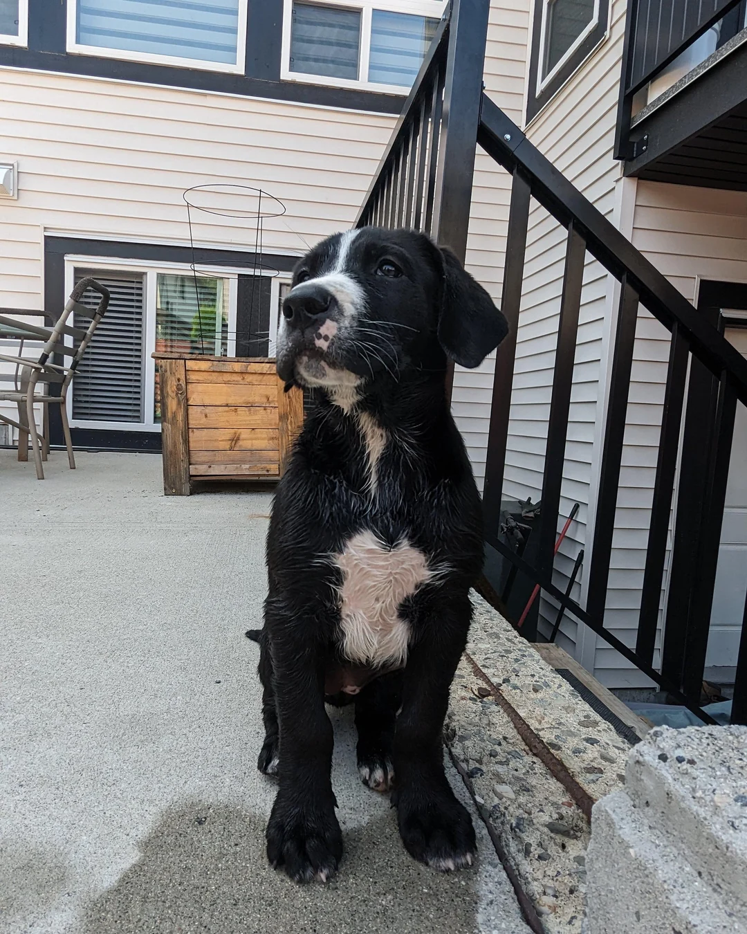 Juno isn't sure how she feels about the pool yet | Scrolller