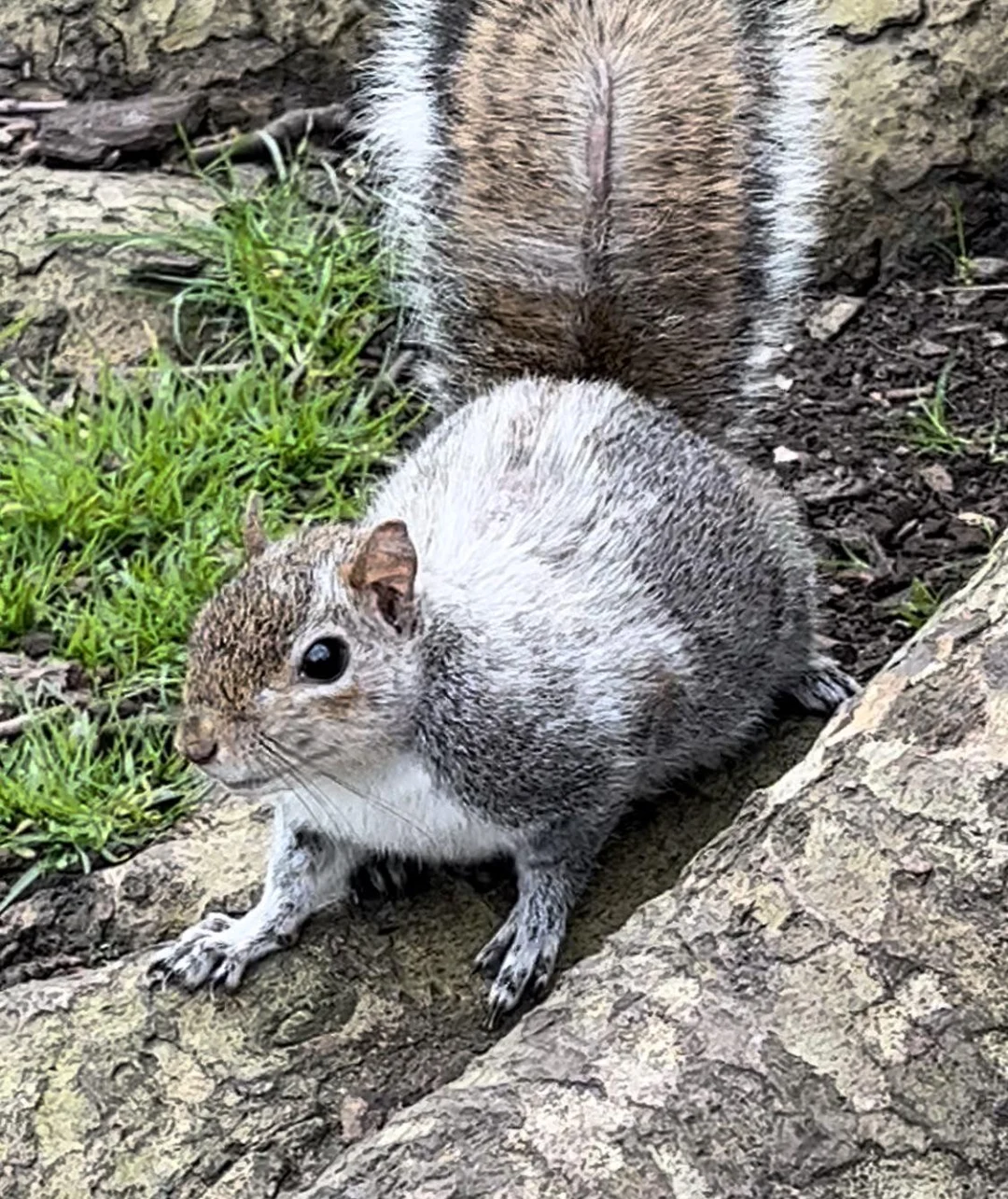 Crossed paths with Patches again 👀 | Scrolller